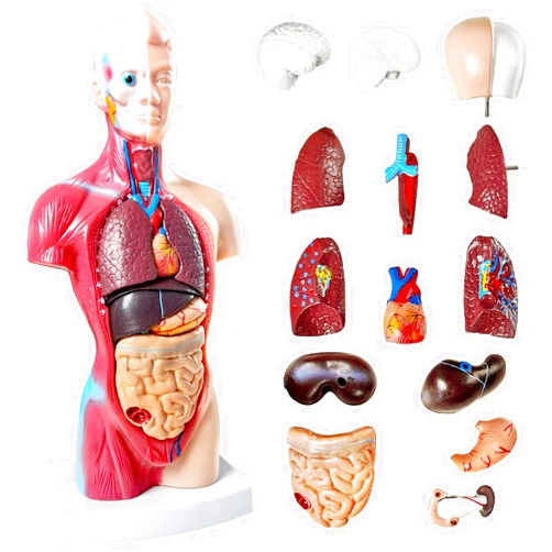 NEW HORIZON Human Anatomy Torso Model 10.5 Inch Anatomical Assembly ...