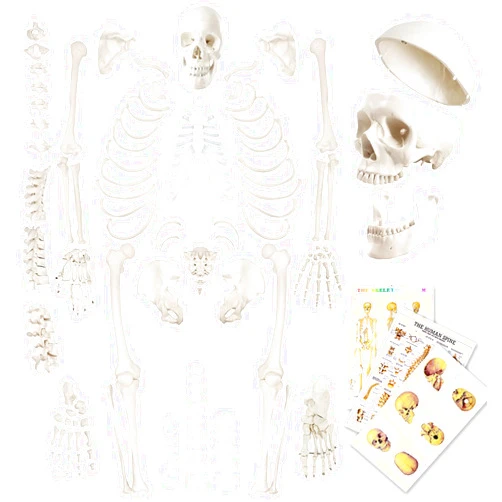EVOTECH SCIENTIFIC Evotech Disarticulated Human Skeleton Model For ...